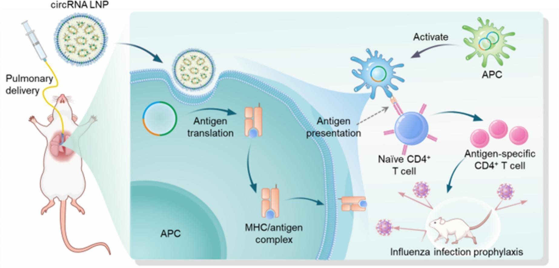 Pulmonary delivery of small circular RNA vaccines for influenza ...