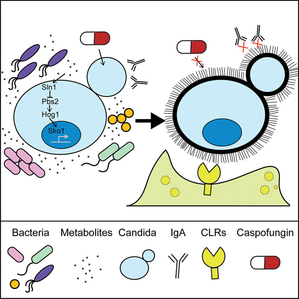 Bacterial metabolites induce cell wall remodeling, antifungal ...